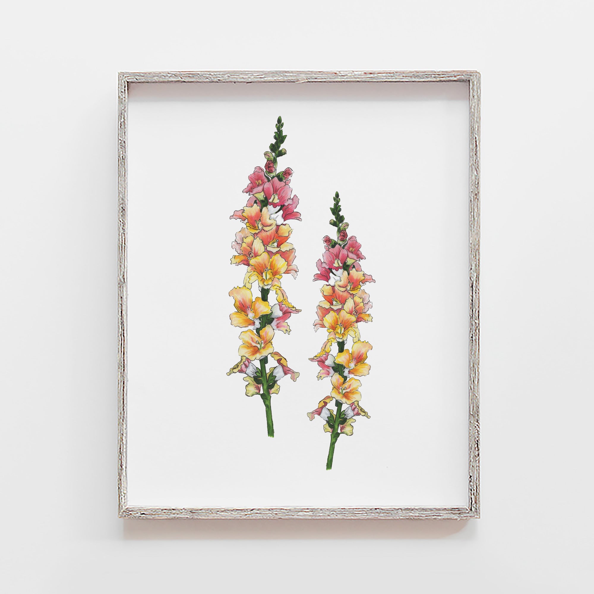 Snapdragon Flower Drawing