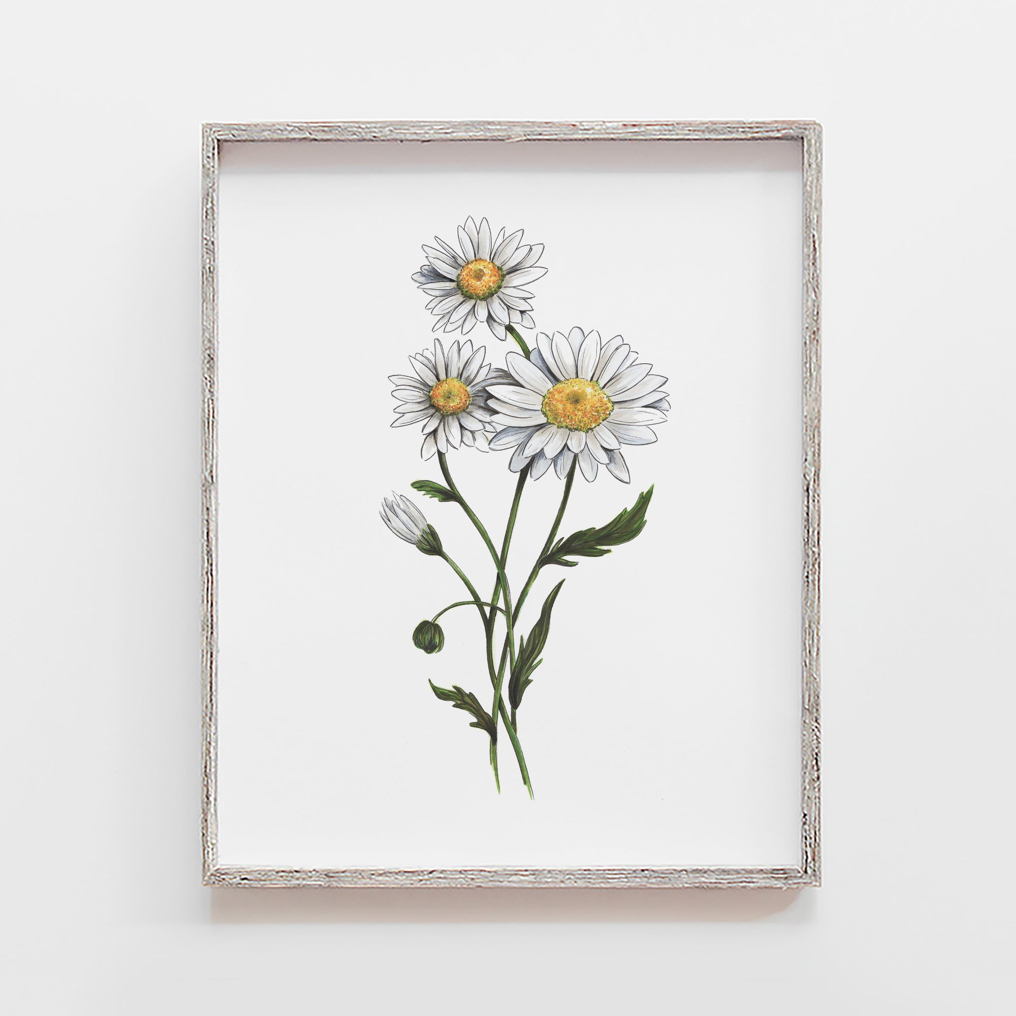 Daisies Drawing